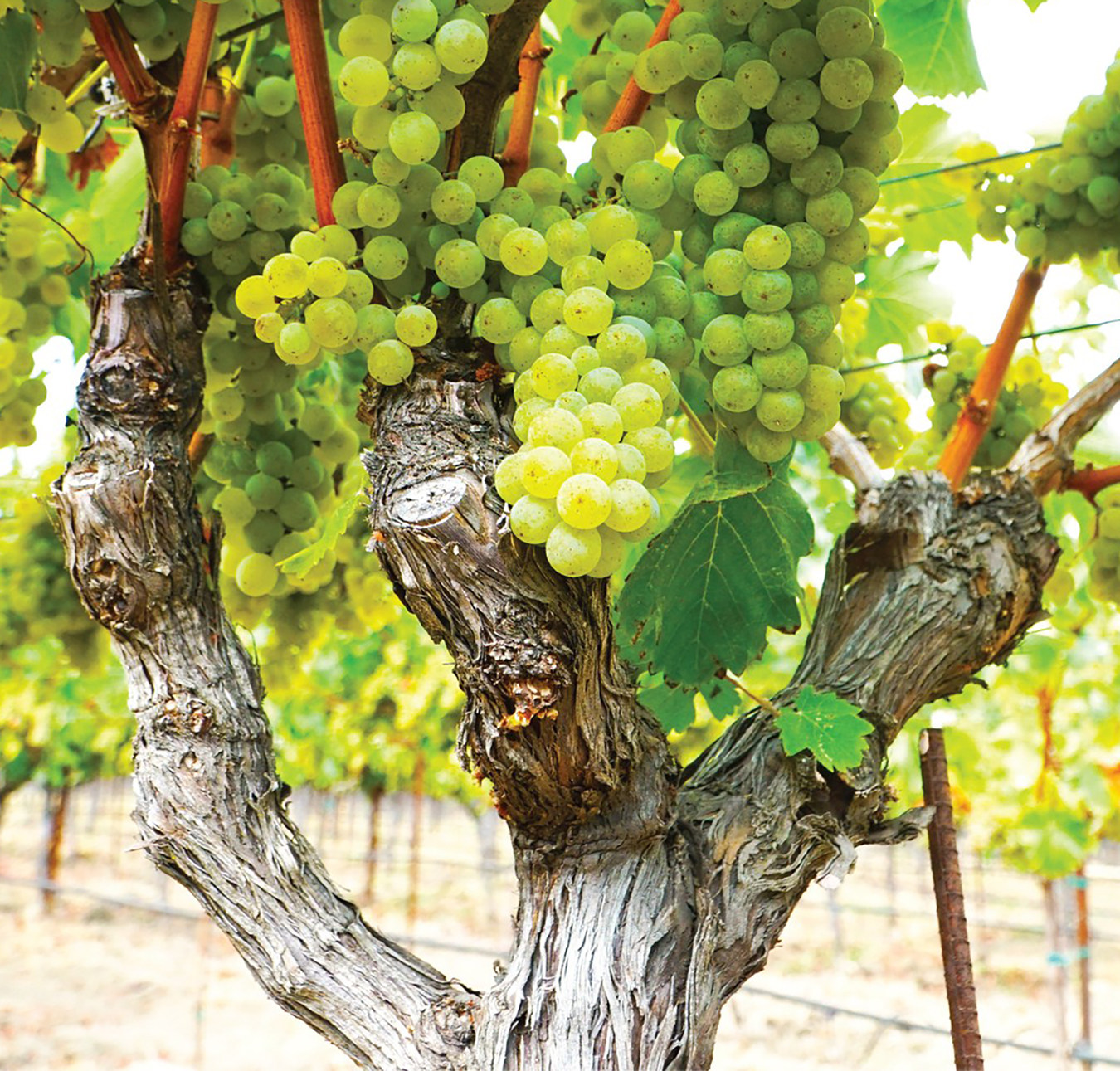 Team – Ladera Vineyards